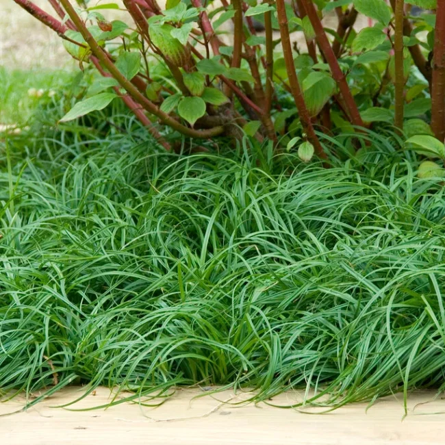 Carex caryophyllea ‘The Beatles’ – Ukrasna šaš trava