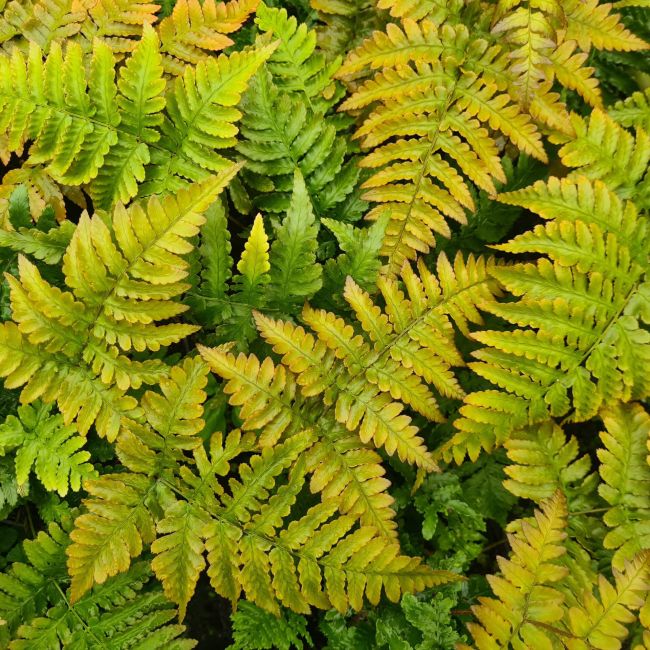 Dryopteris erythrosora – Jesenja paprat