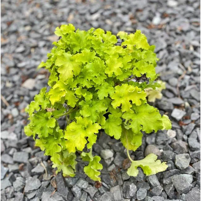 Heuchera Lime Marmalade