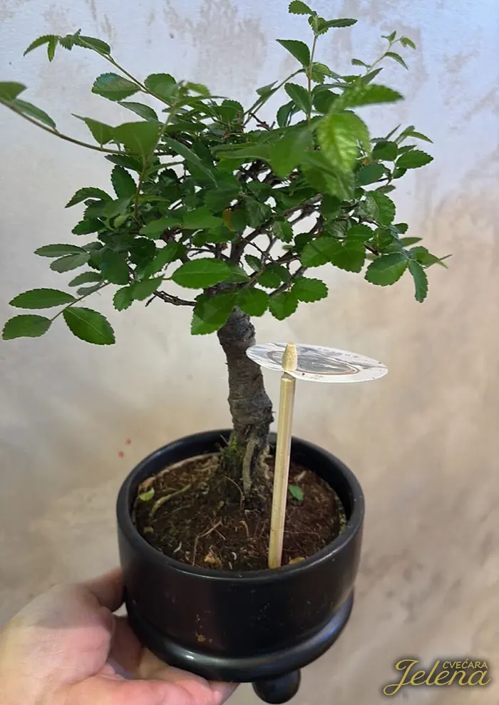 Bonsai crni