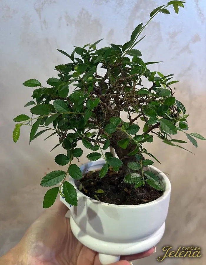 Bonsai beli