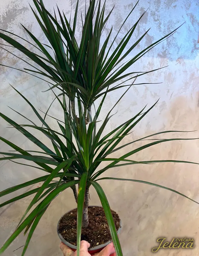 Biljka Dracena