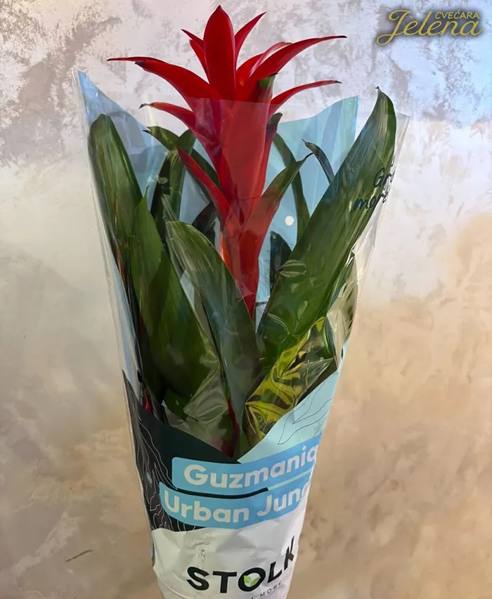 Guzmania