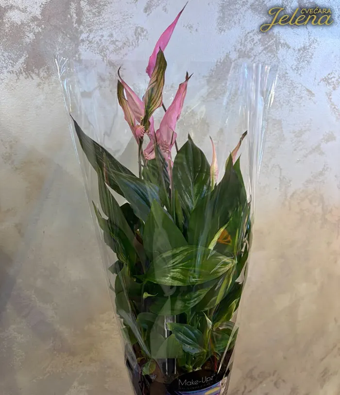 Spatifilum roze