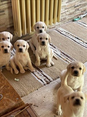 Labrador retriver, štene