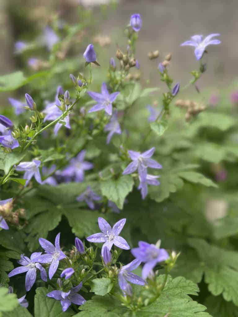 Karpatski zvončić - Campanula portenschlagiana