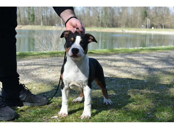 Americki staford stenci