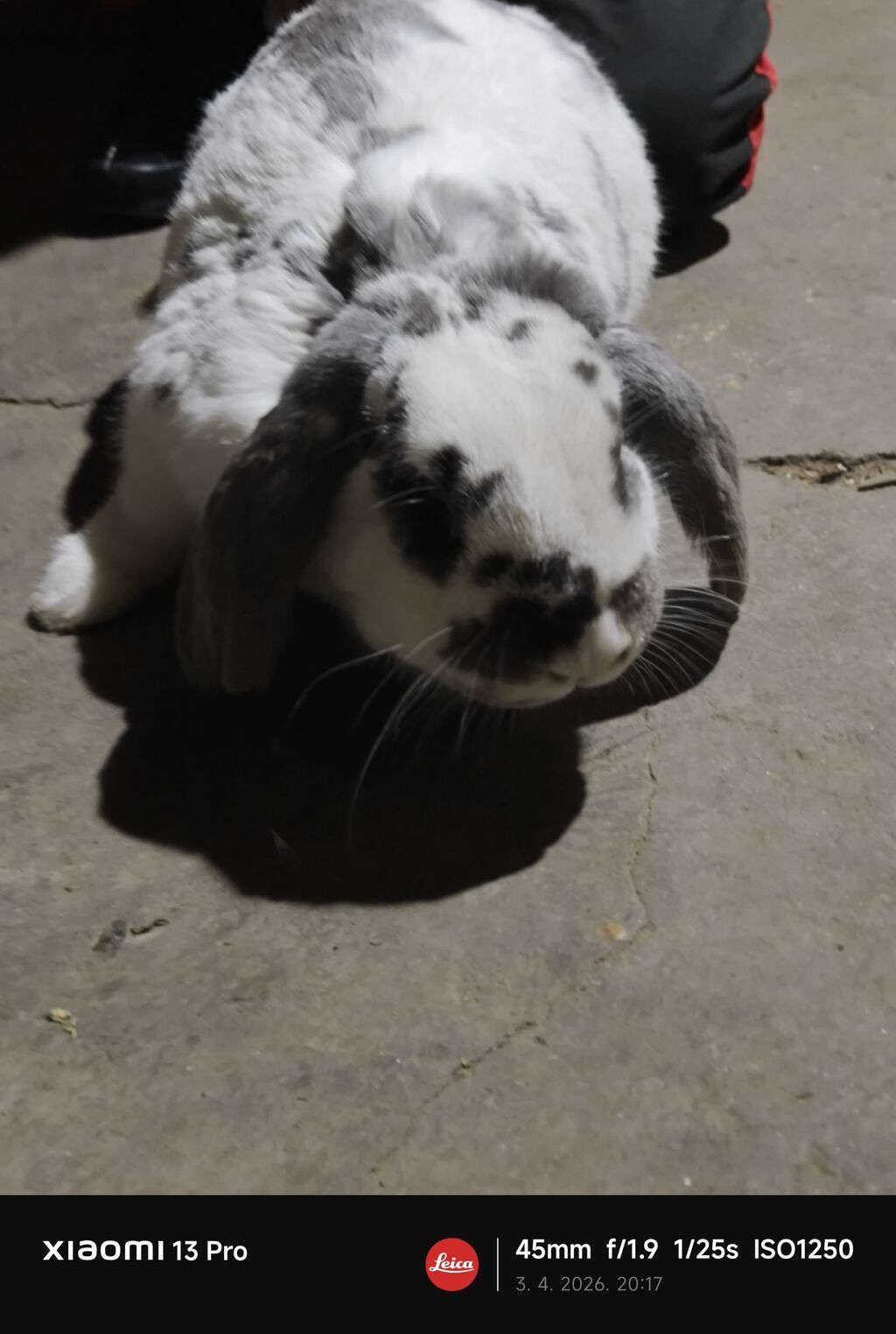 Na prodaju cistokrvni ovnoliki veliki zec, star 7 meseci.Moguca