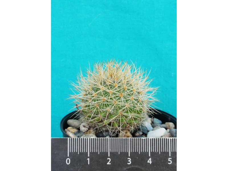 Mammillaria rhodantha