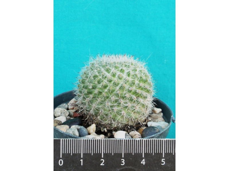 Mammillaria candida