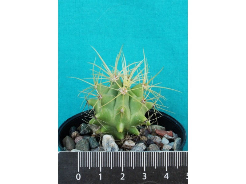 Ferocactus johnstonianus