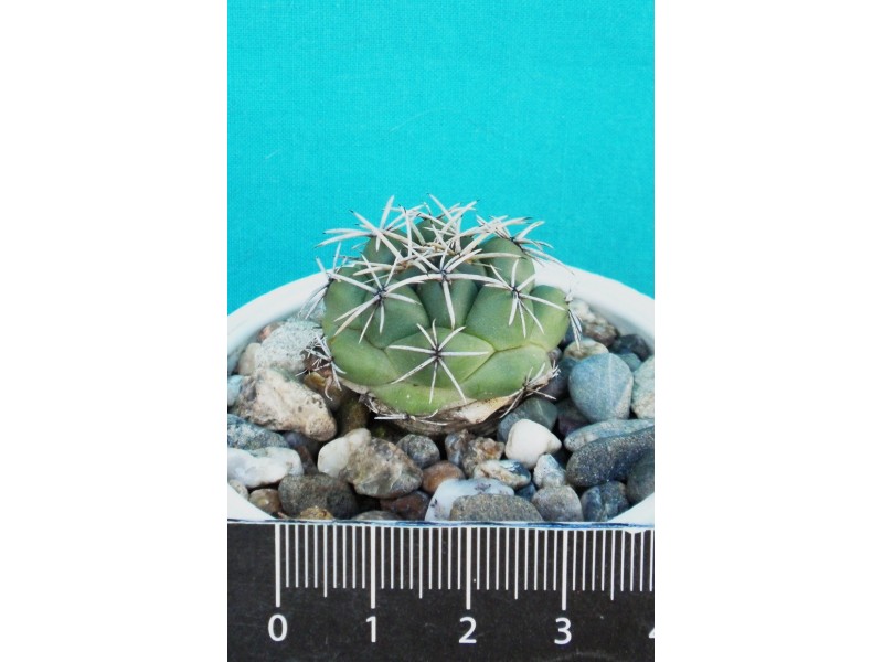Gymnocalycium saglionis