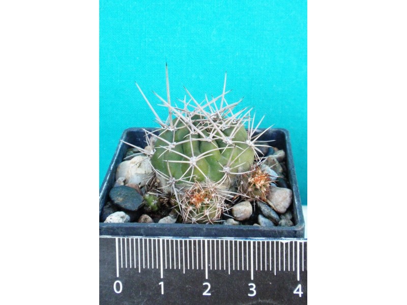 Lobivia pugionacantha