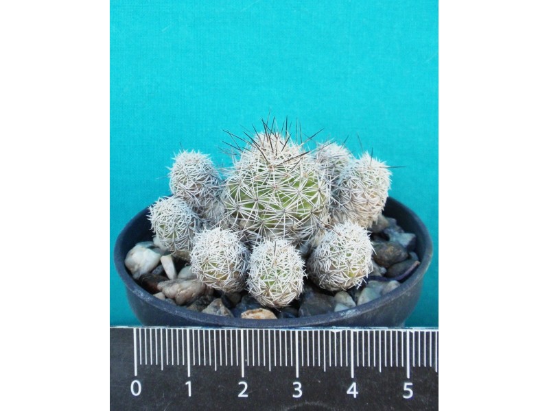 Mammillaria gracilis