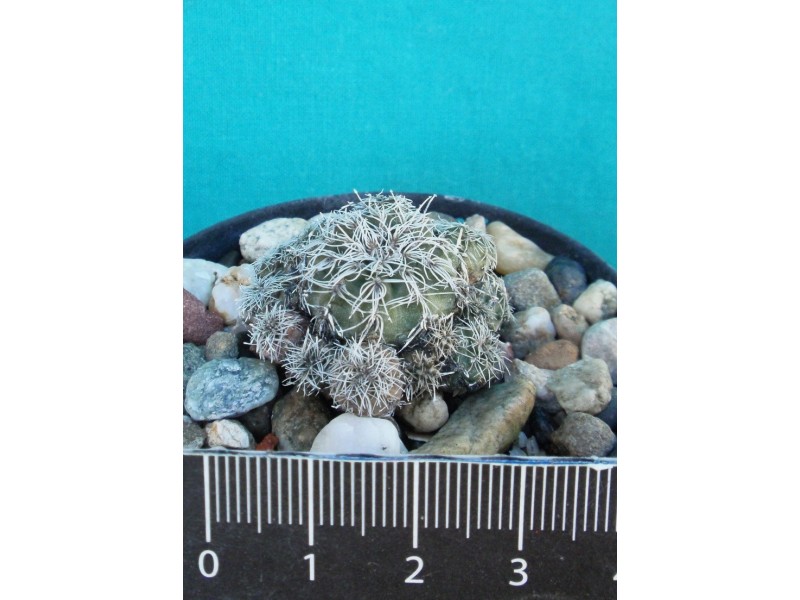 Gymnocalycium bruchii