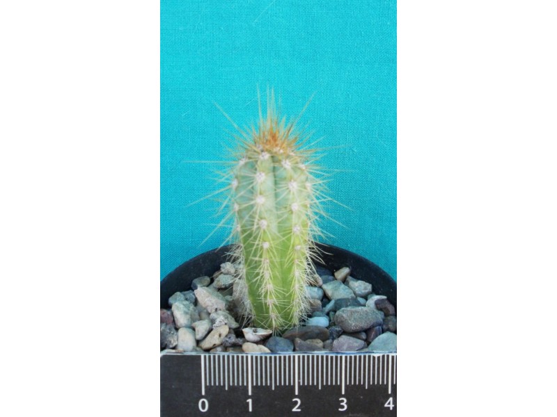 Pilosocereus chrysostele