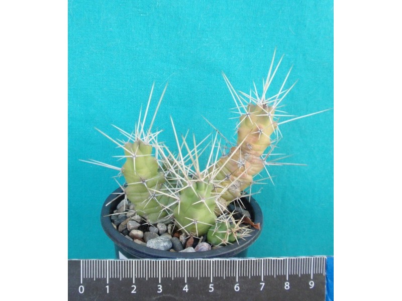 Echinocereus penthalophus