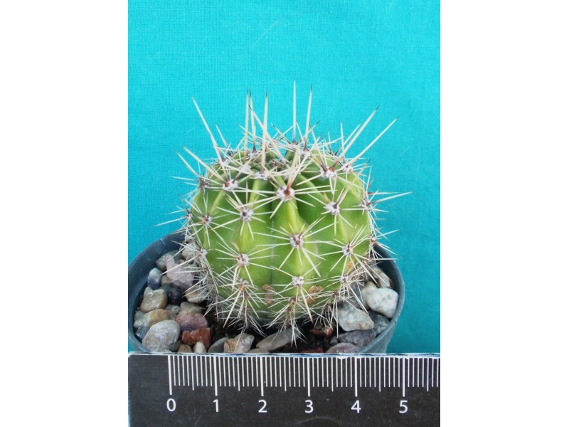 Echinopsis oxygona
