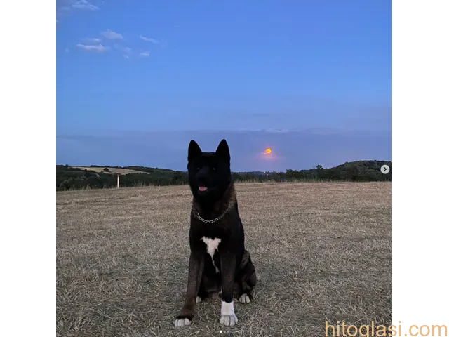 Muzjak Americke Akite za parenje