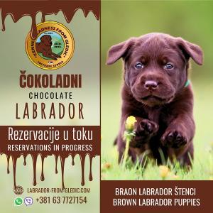 BRAON LABRADOR ŠTENCI