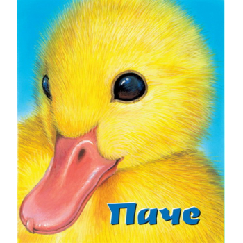 PAČE