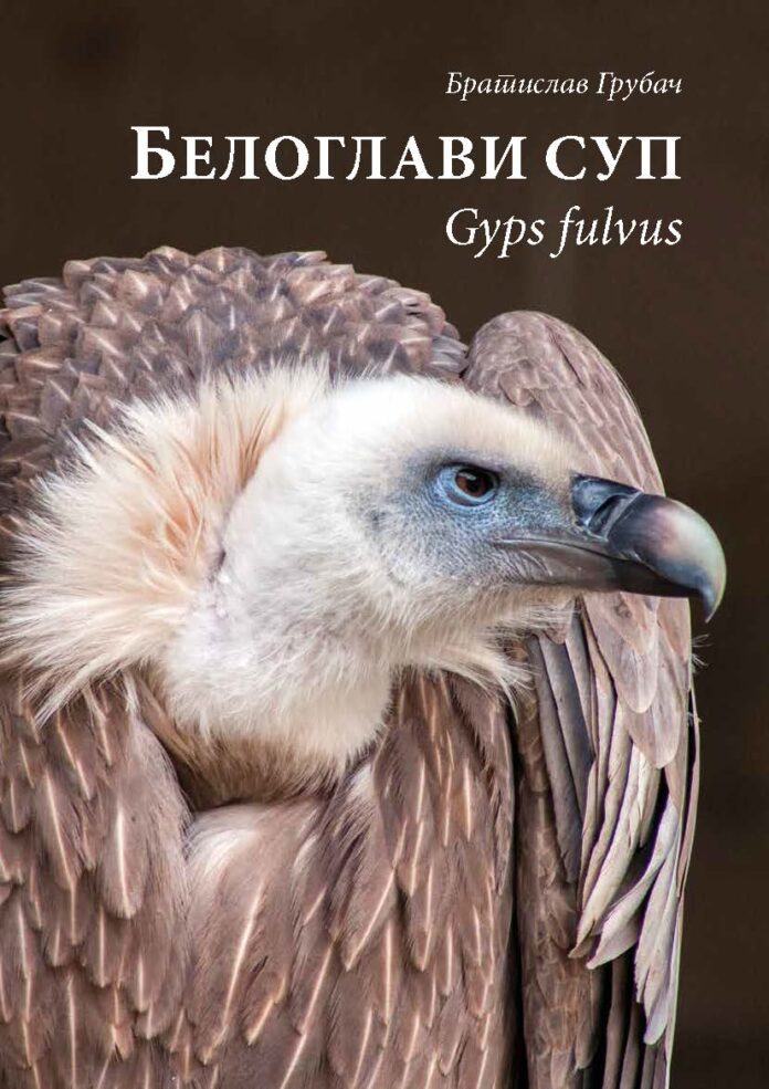 Beloglavi sup: Gyps fulvus