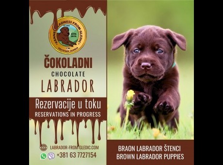 Braon Labrador štenci