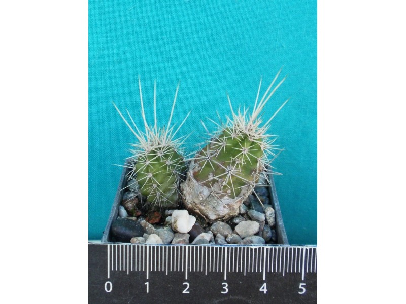 Echinocereus scheeri