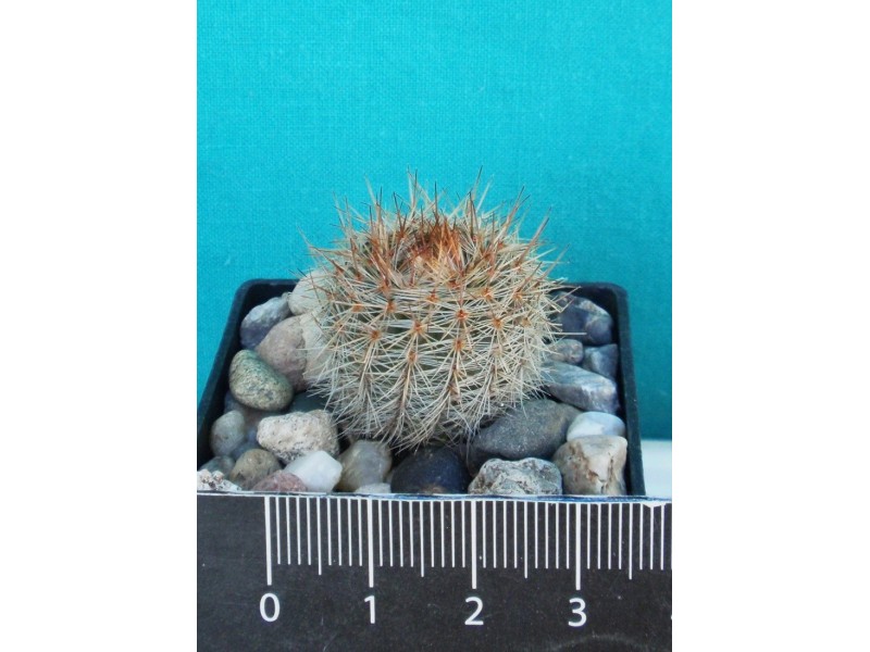 Mammillaria celsiana