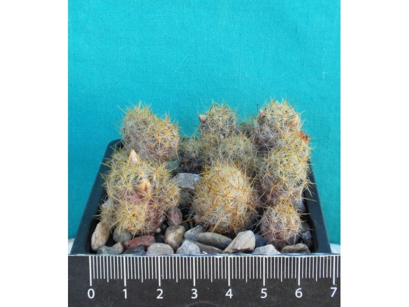 Mammillaria prolifera