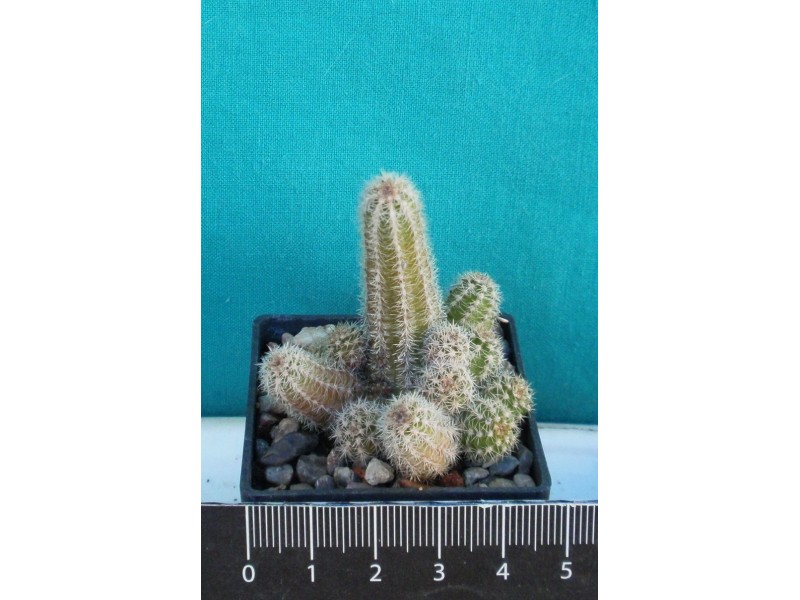 Echinopsis chamaecereus