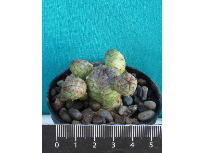 Euphorbia pseudoglobosa