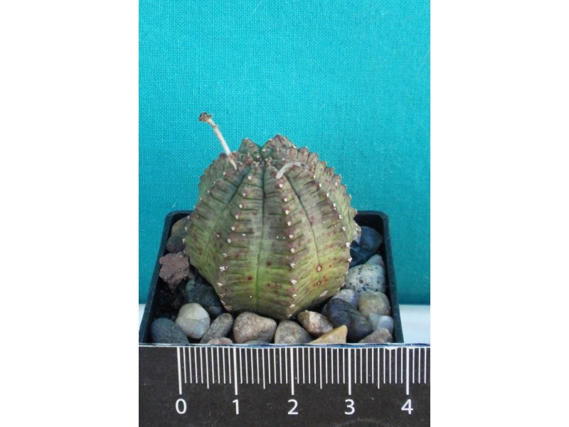 Euphorbia meloformis