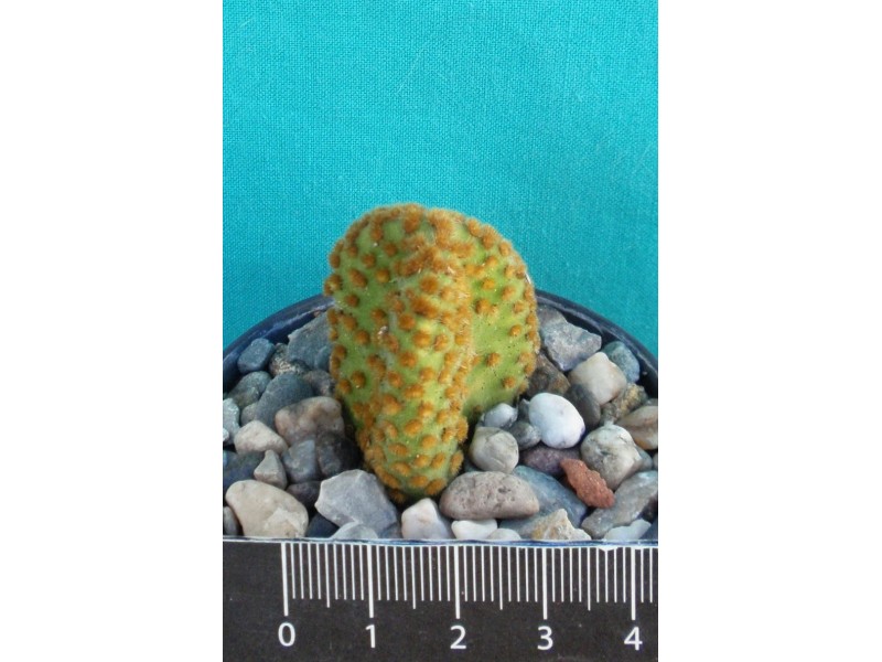 Opuntia microdesys var. pallida f. cristata