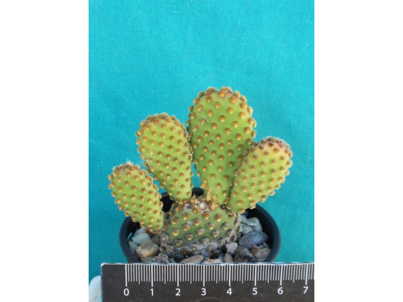 Opuntia microdasys palida