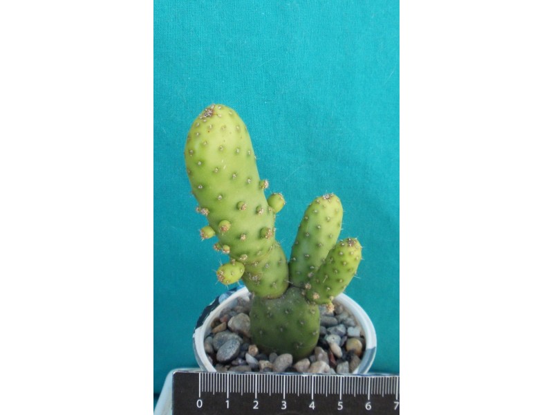 Opuntia monacantha