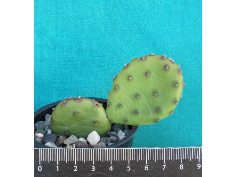 Opuntia humifusa