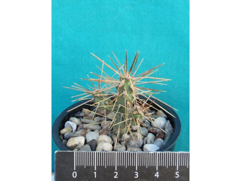 Cylindropuntia tunicata