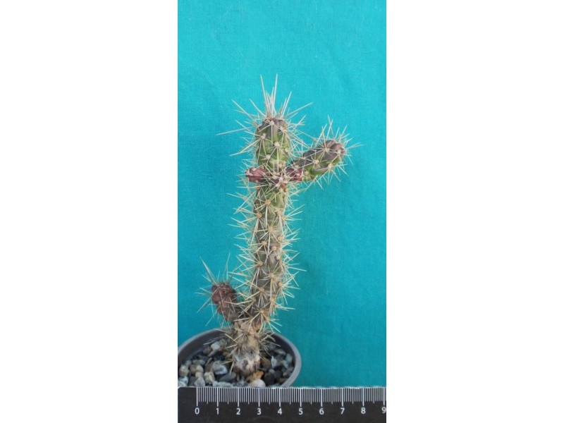 Opuntia invicta