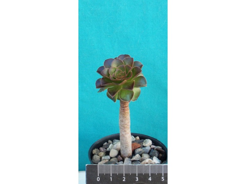 Aeonium arboreum atropurpureum