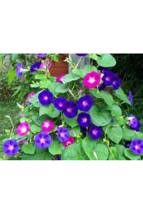 LADOLEZ-MORNING GLORY plavi 1.5GR ZKI
Šifra: 5254 JM: KOM