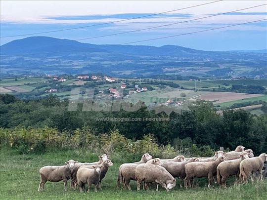 Kosmaj mali raj! Pogled! Pogled! Pogled!
