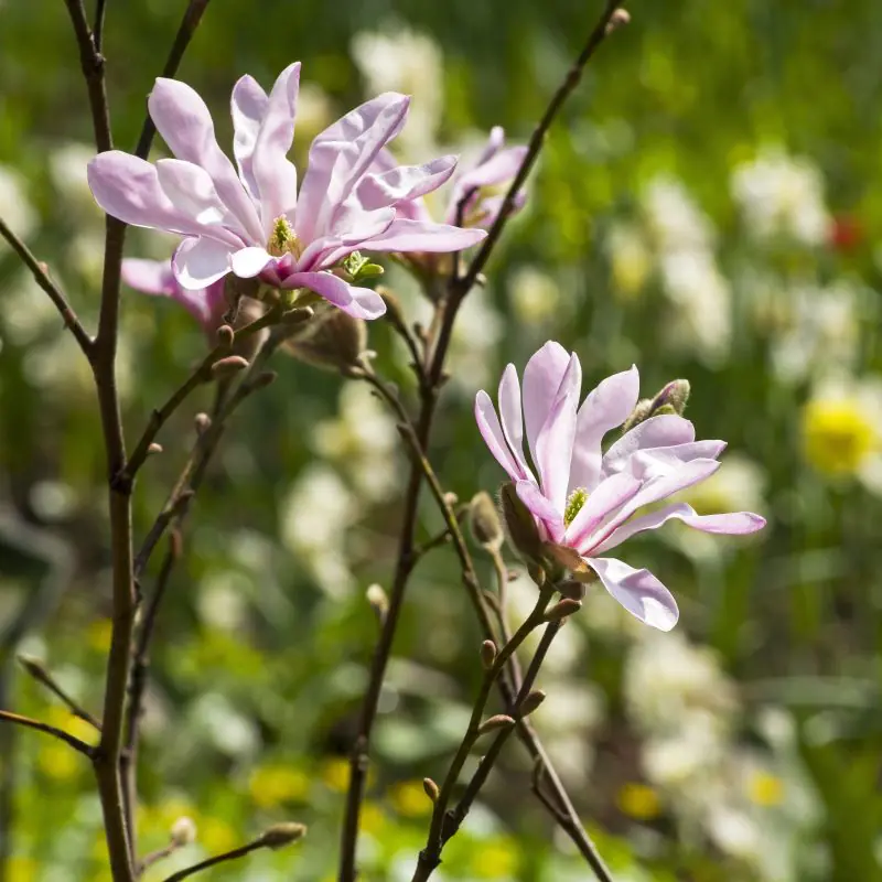 Magnolija na štapu – Leonard