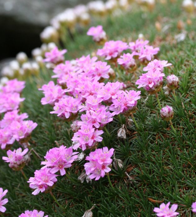 Armeria Juniperifolia New Zealand - Armerija