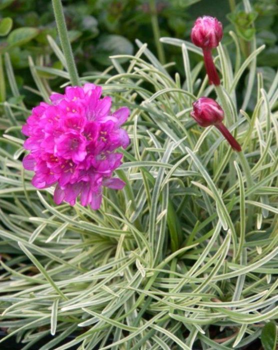 Armeria Nifty Thrifty - Šarenolisna Armerija