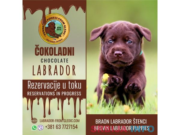 Braon Labrador štenci