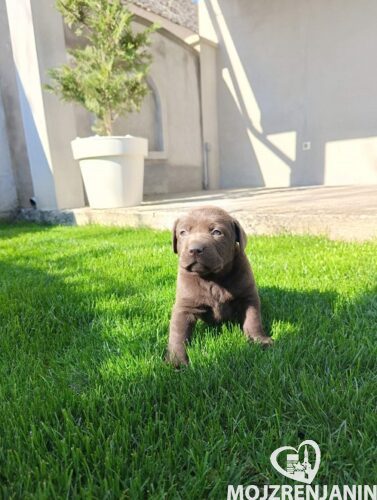 Štenci čokoladnog labradora