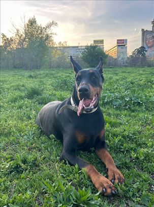 Doberman-Zenka-Sterilisana-Za udomljavanje-Beograd