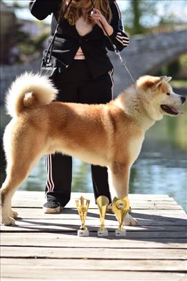 Parenje šampion japanska akita inu mužjak