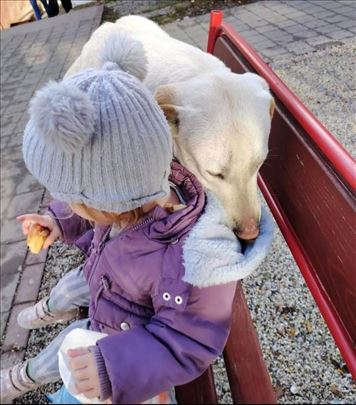 Labrador retriver, štene